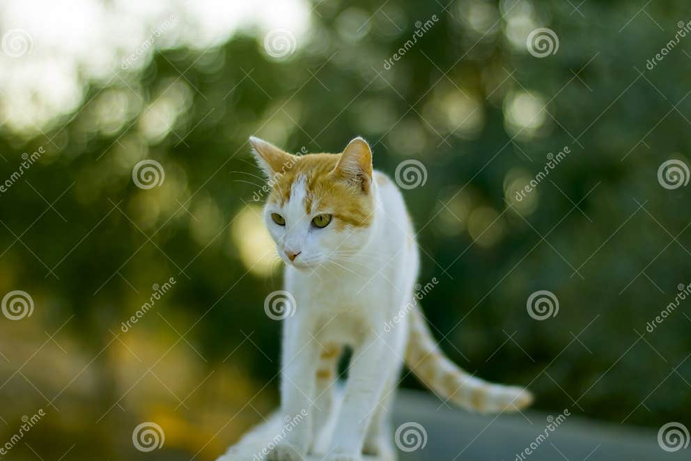 Young cat walking stock photo. Image of furry, animal - 98715588