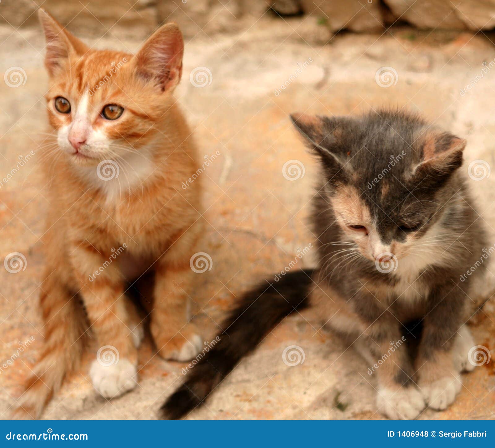Young cats stock photo. Image of brown, eyes, tail, sweet - 1406948