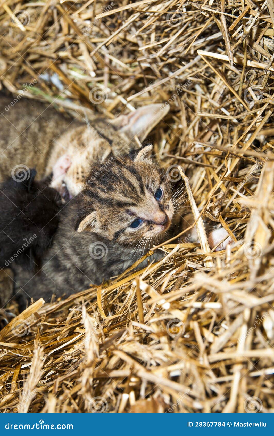 Young cats stock photo. Image of cheerful, adorable, domestic - 28367784