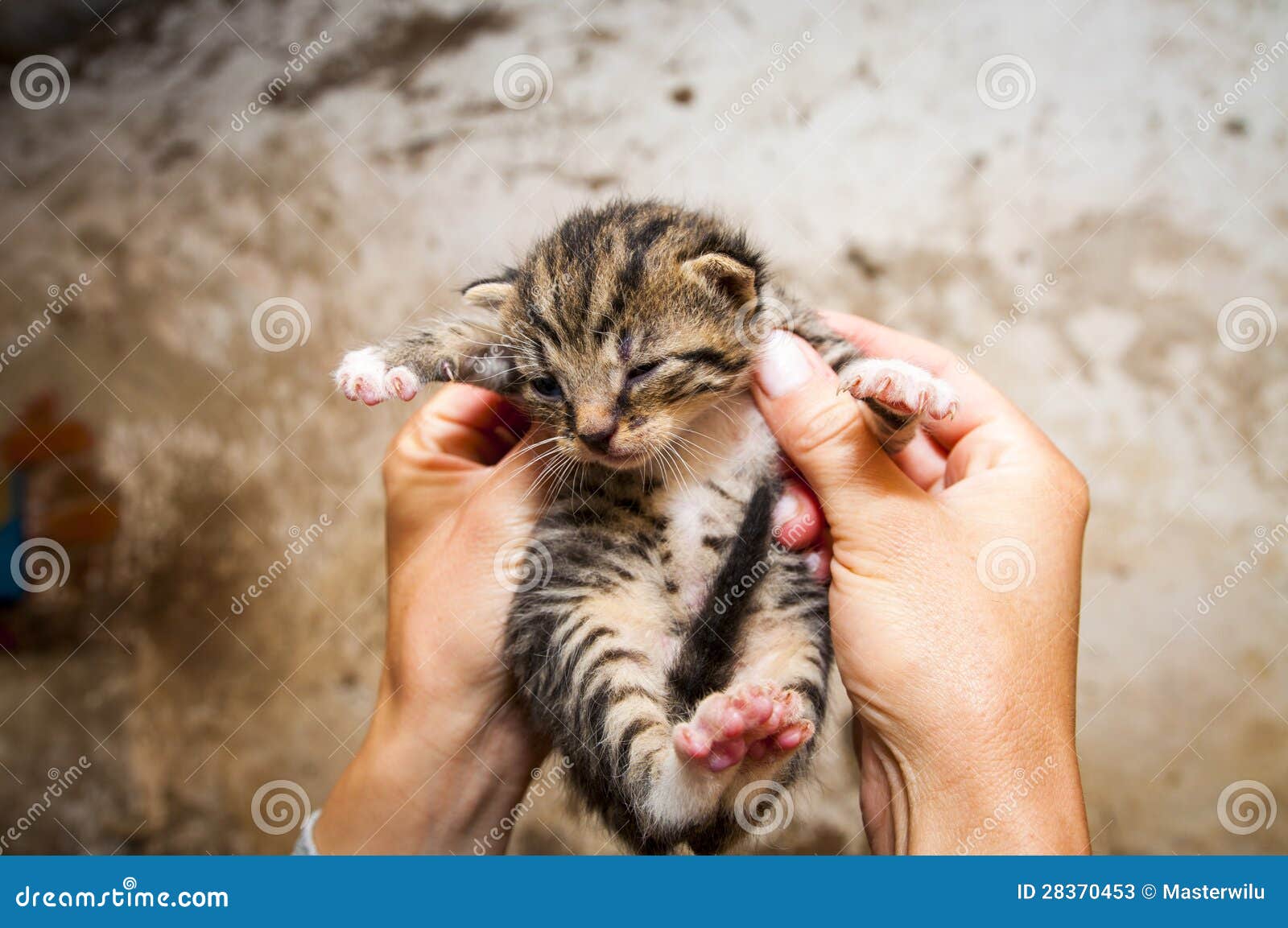 Young cats stock image. Image of hair, pattern, little - 28370453