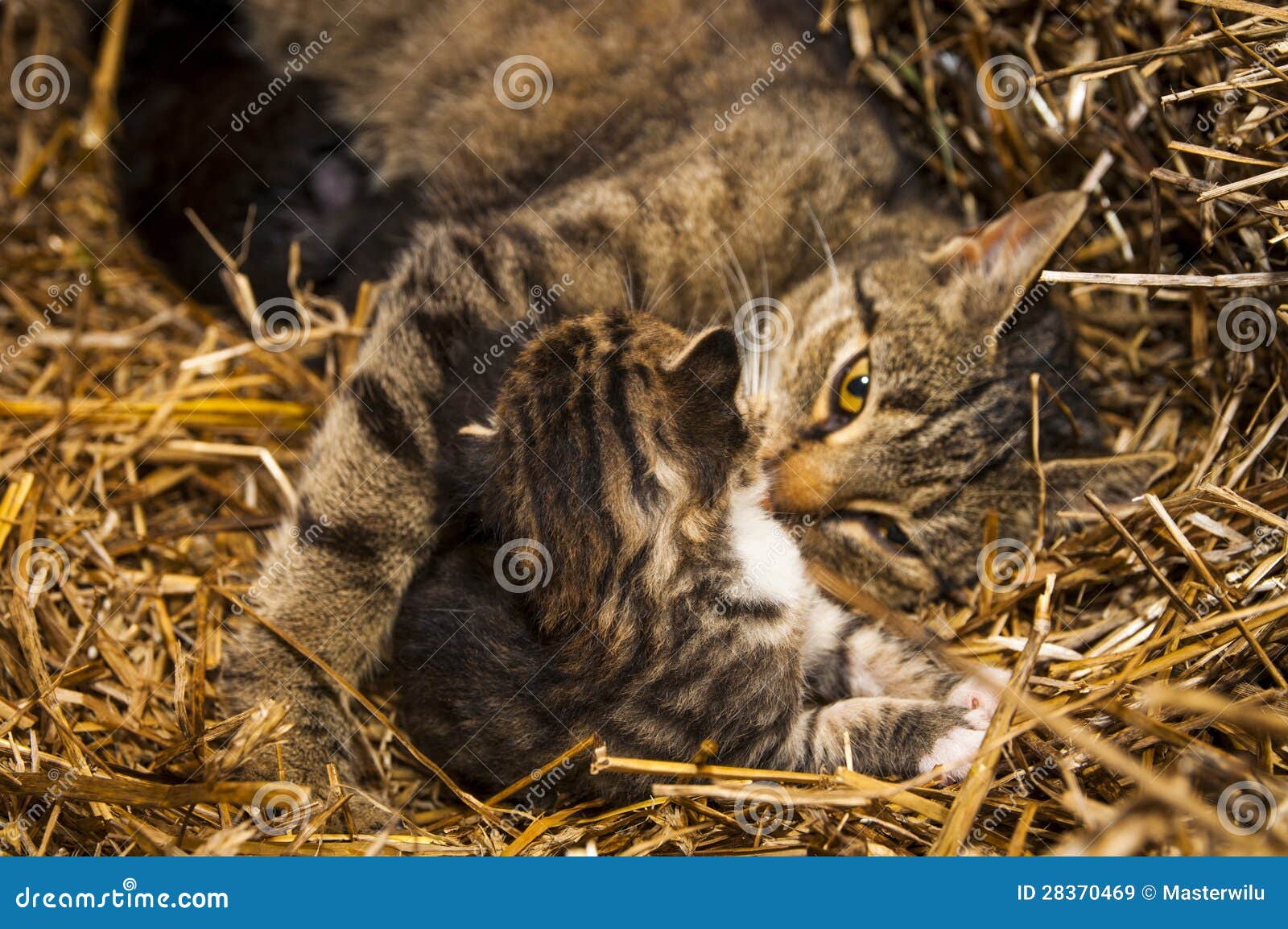 Young cats stock image. Image of kitten, beautiful, happy - 28370469