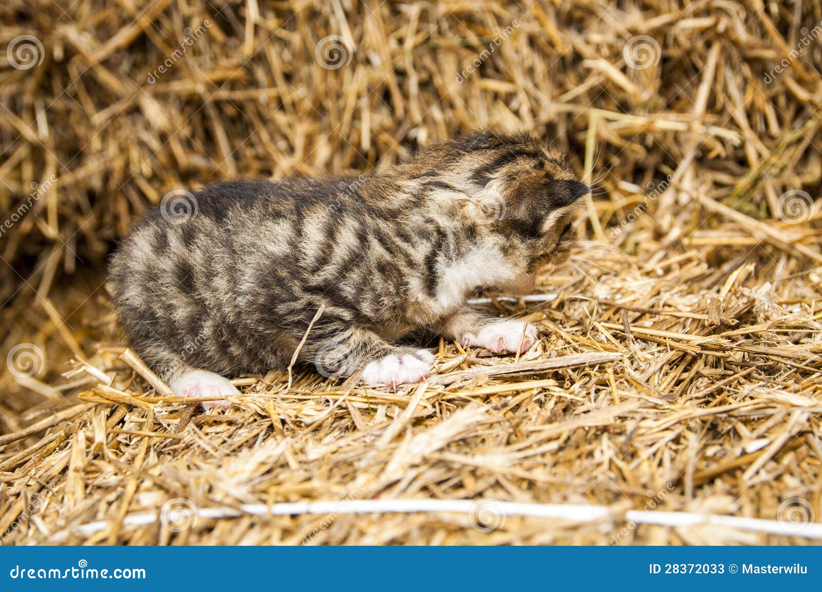 Young cats stock image. Image of kitten, beautiful, cheerful - 28372033