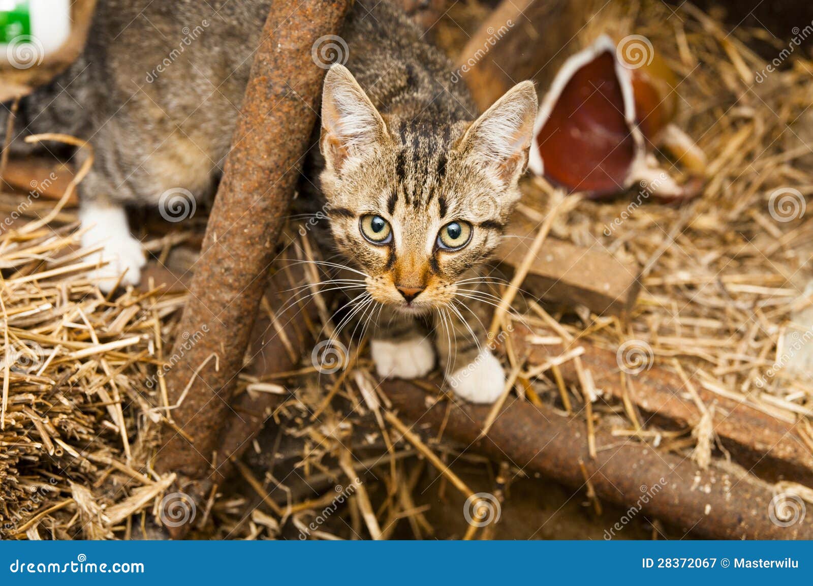 Young cats stock image. Image of adorable, curious, domestic - 28372067