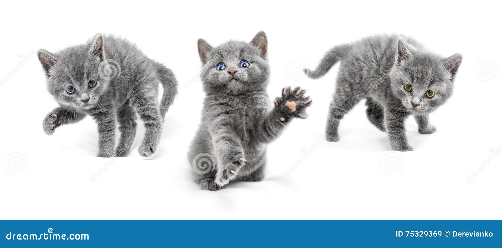 Young Cats are in a Defensive Positions and Ready To Attac Stock Image ...