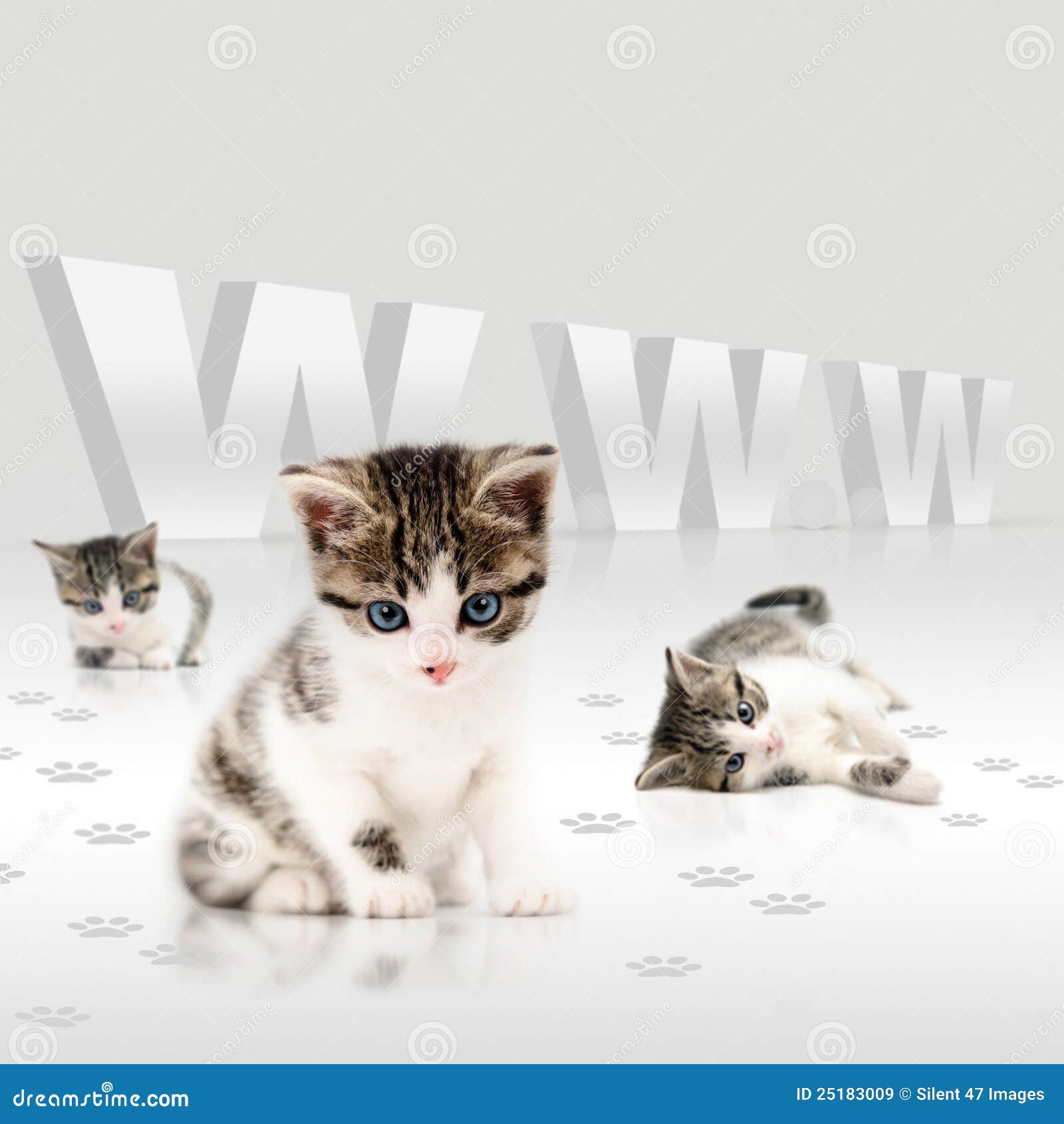 Young Cats-internet Concept Stock Image - Image of animal, world: 25183009