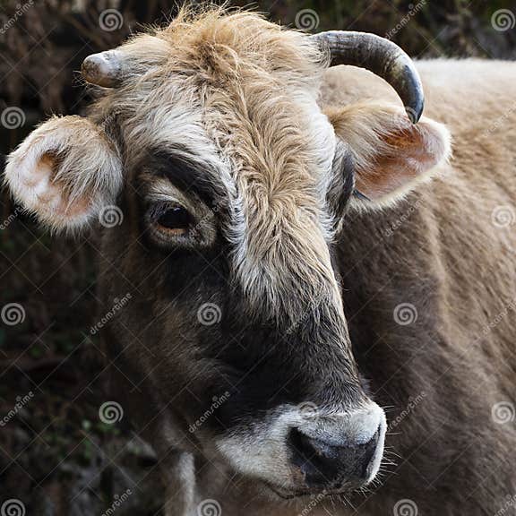 Young Cattle with a Beautiful Muzzle Stock Image - Image of face, dairy ...