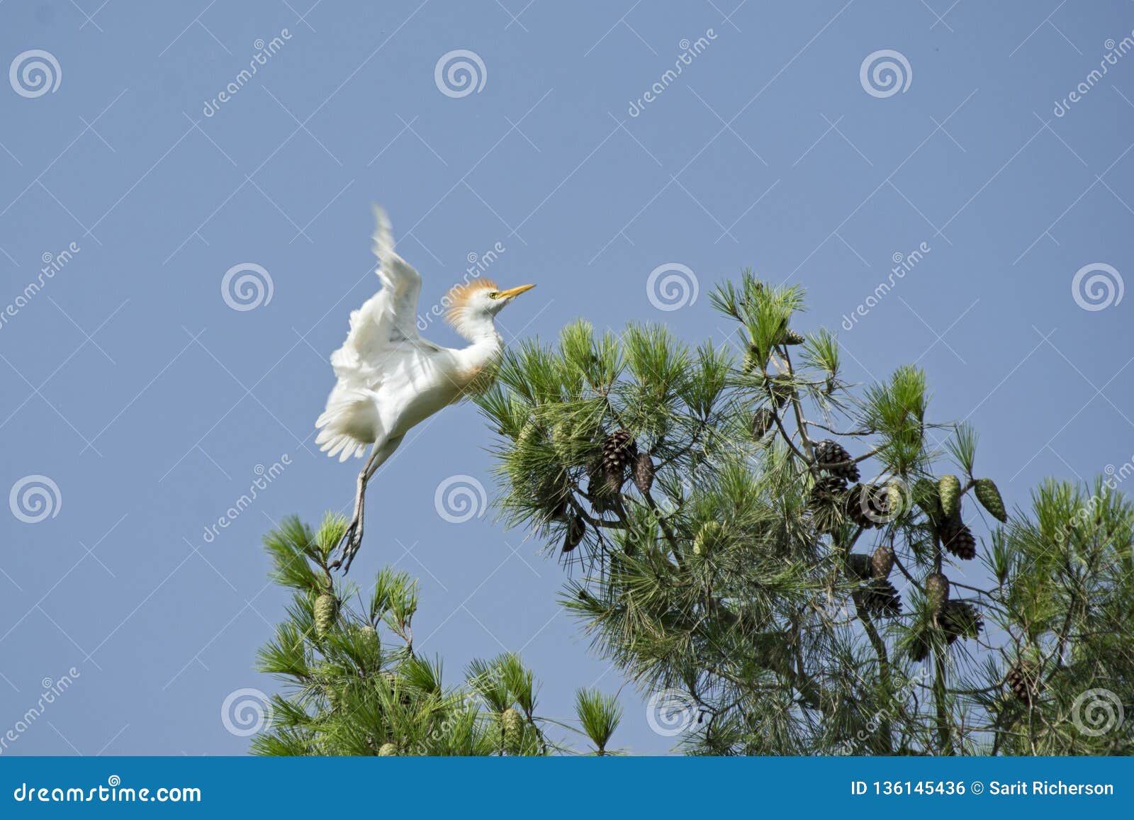Young Cattle Egret Learning To Fly Stock Photo - Image of copy, cattle ...