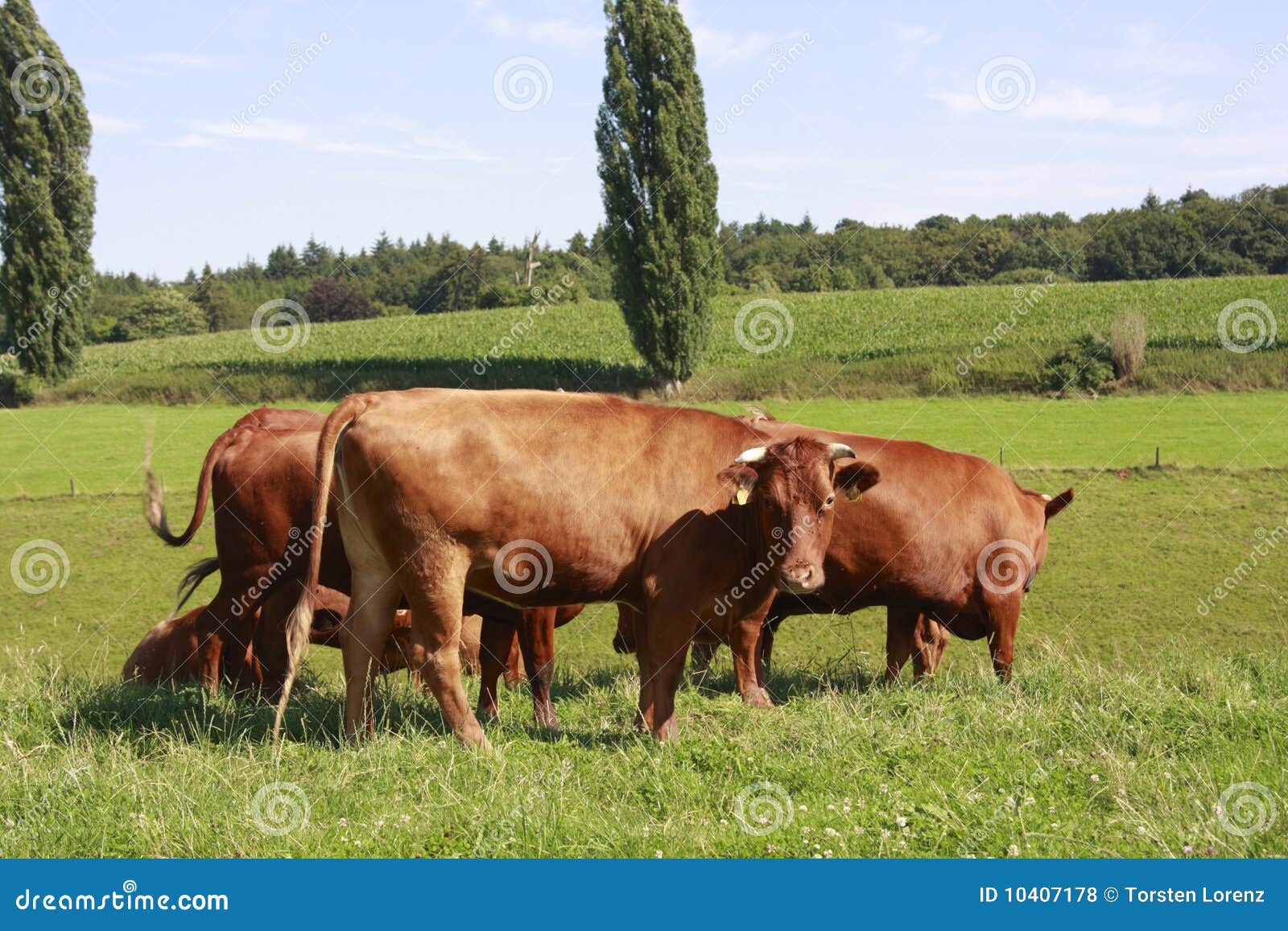 Young cattle group stock photo. Image of bull, cattle - 10407178