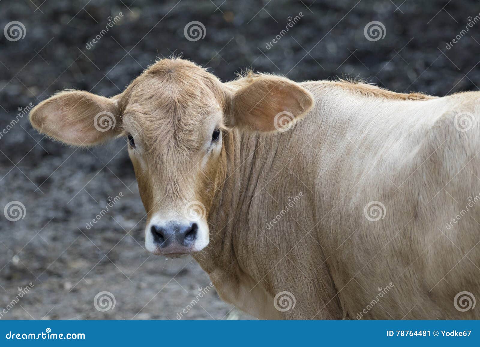 Young Cattle Standing Staring. Stock Image - Image of domestic, herd ...