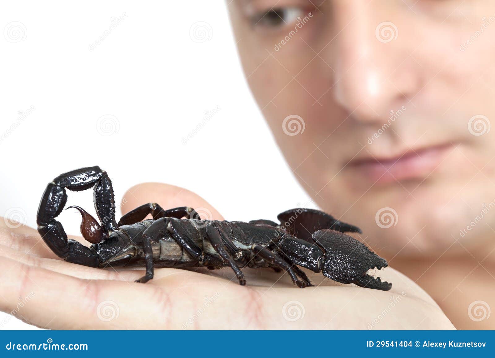 Emperor Scorpion Face