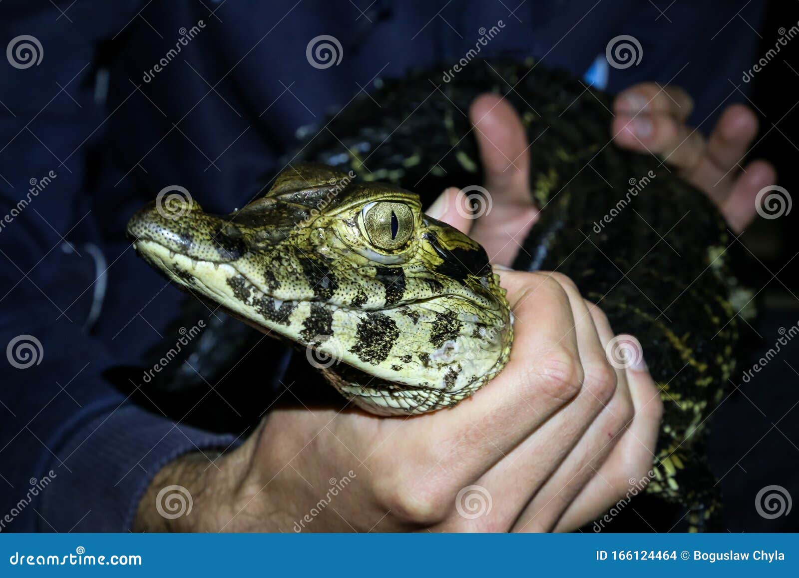 Young Cayman in Hands. Jungle, Tambopata, Peru Stock Photo - Image of ...