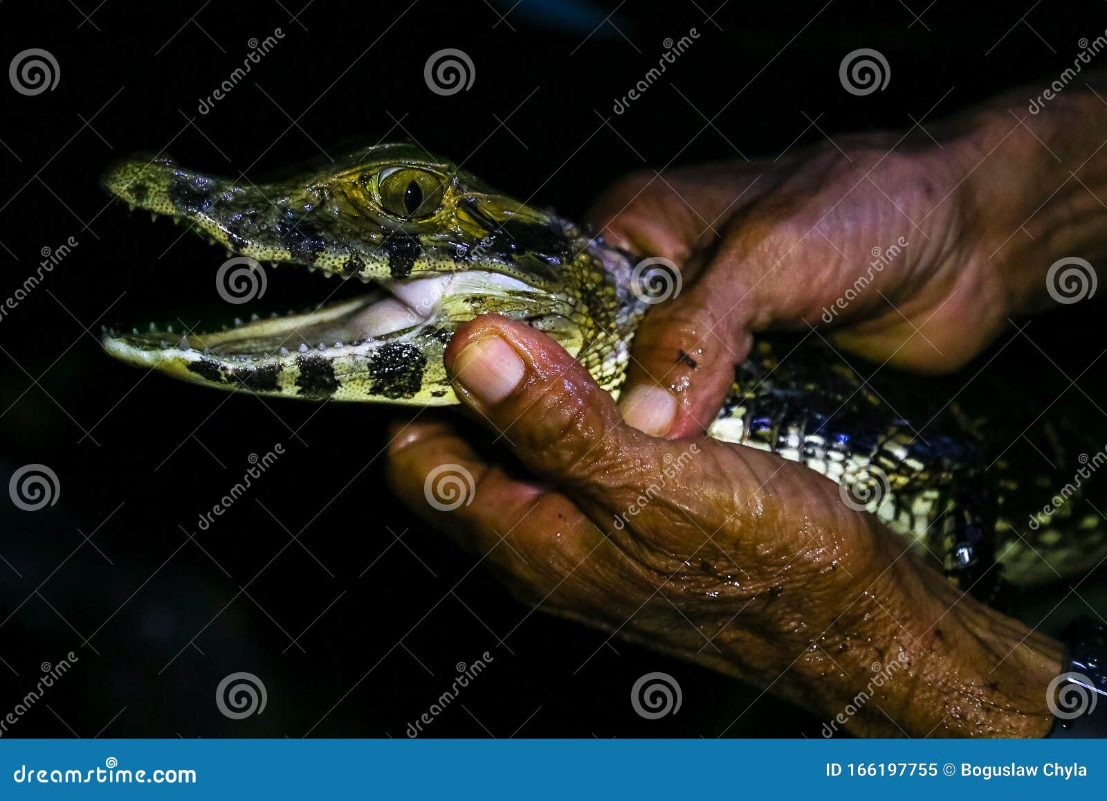 Young Cayman in Hands. Jungle, Tambopata, Peru Stock Image - Image of ...