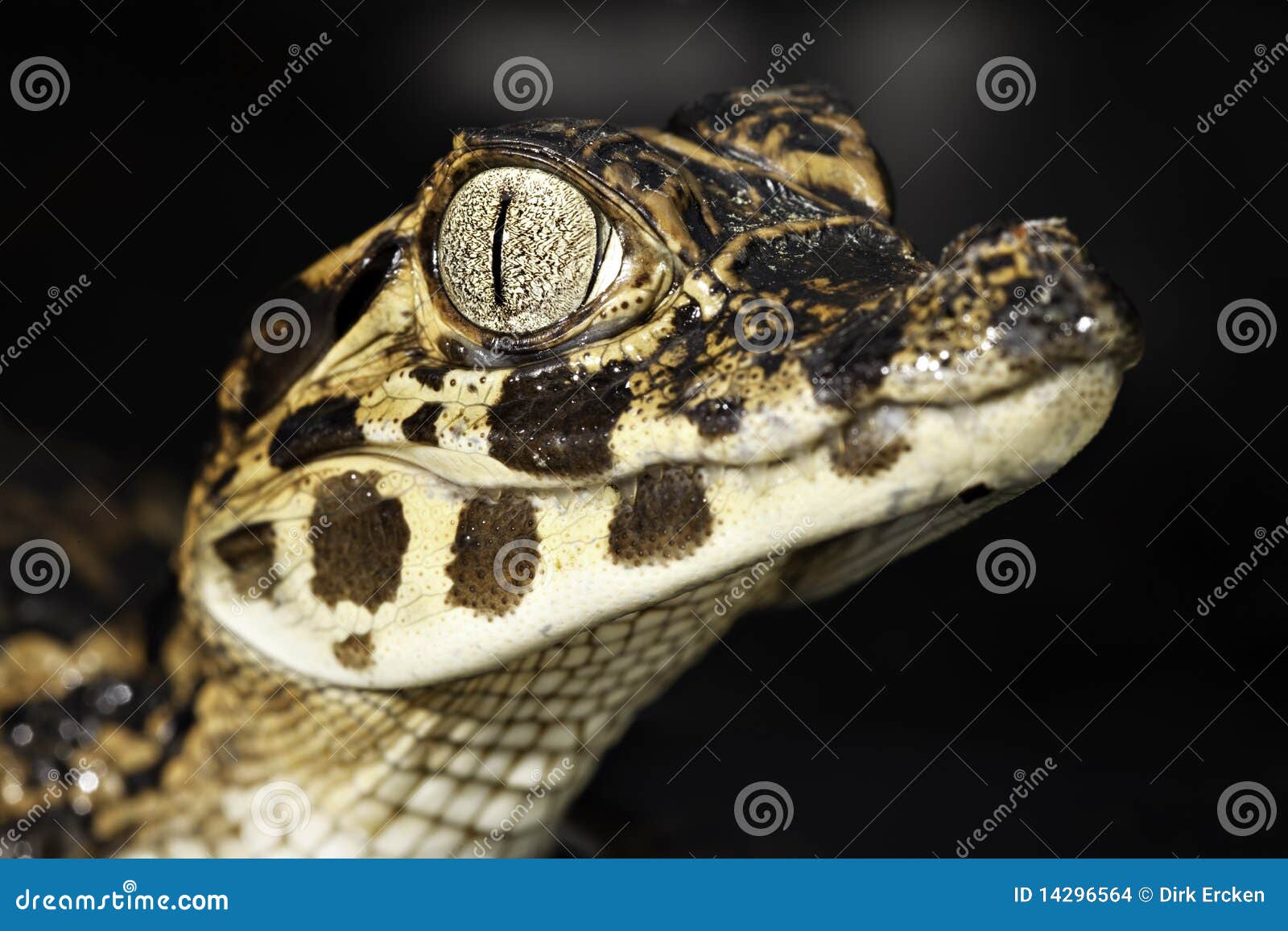 Young Cayman Head Big Eyes Reptile Stock Photo - Image of caiman ...