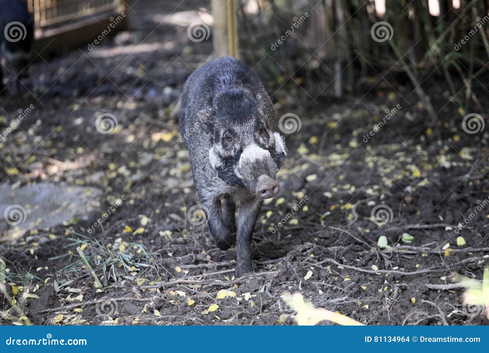 Young cebu pig stock photo. Image of mammal, cebu, boar - 81134964