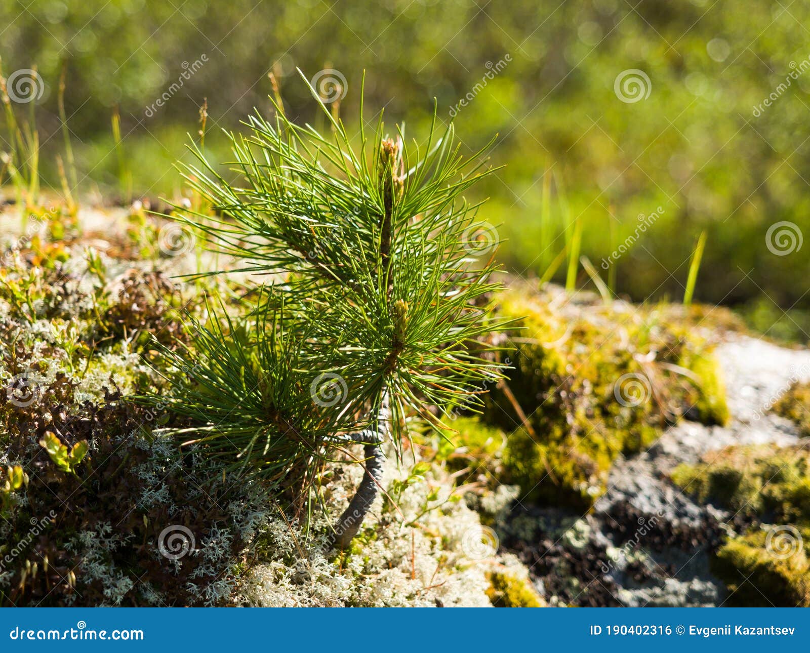 Young Cedar Sprout on a Stone in the Wild Stock Photo - Image of sprout ...