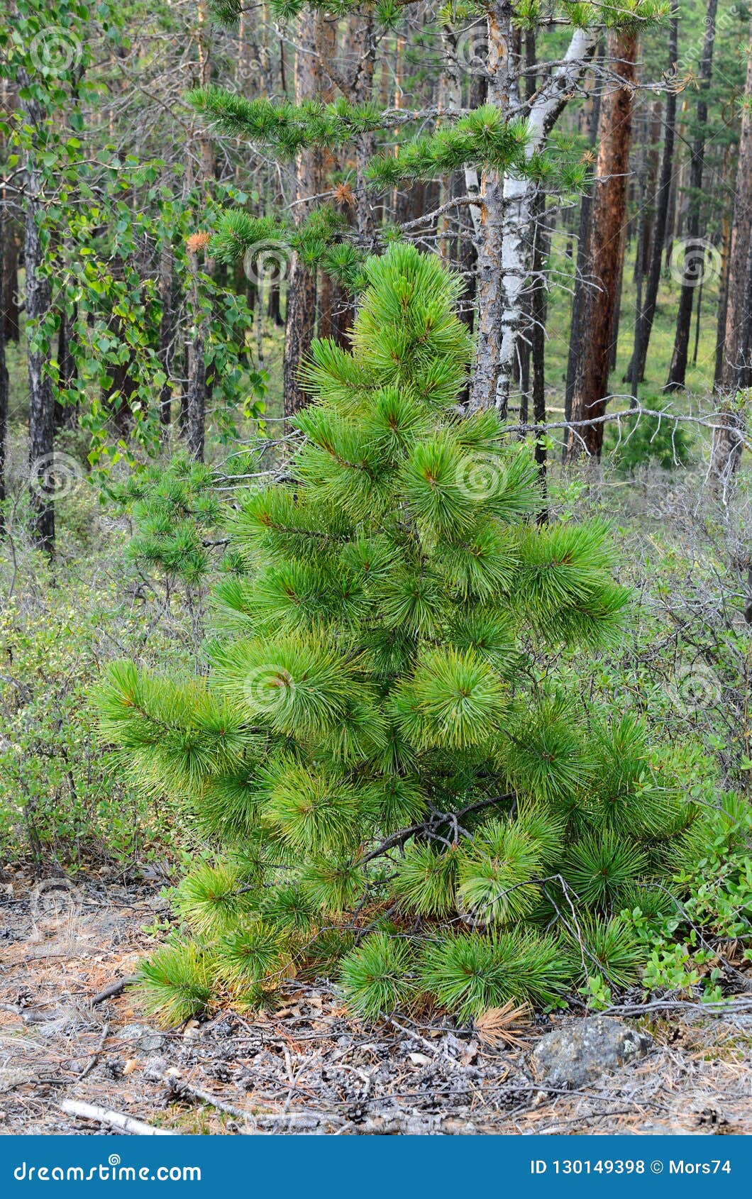 Young Cedar Tree with Fluffy Needled Branches Stock Photo - Image of ...