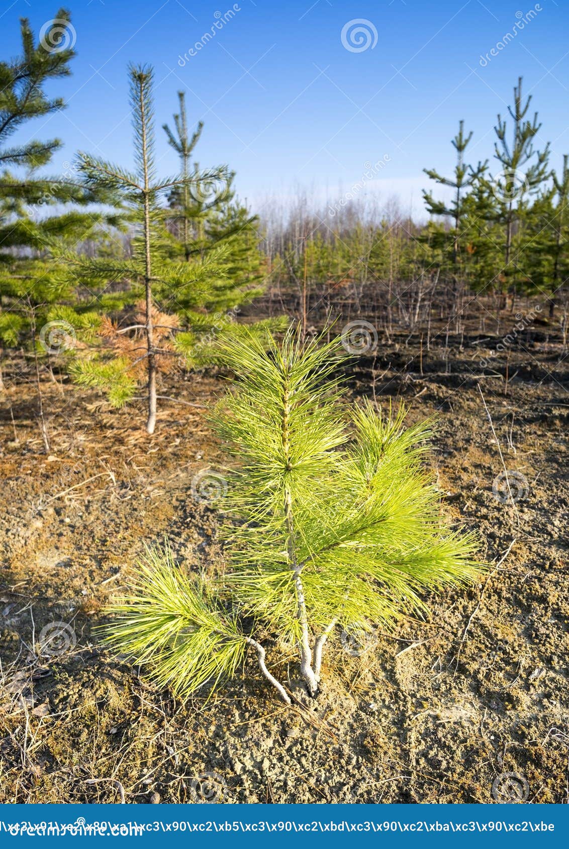 Young cedar tree stock photo. Image of wilderness, blue - 53714498
