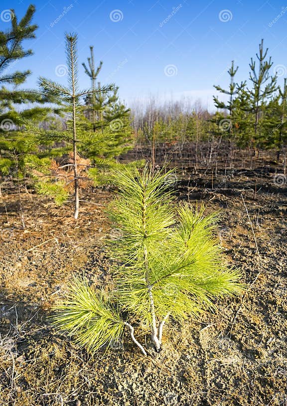 Young cedar tree stock photo. Image of wilderness, blue - 53714498