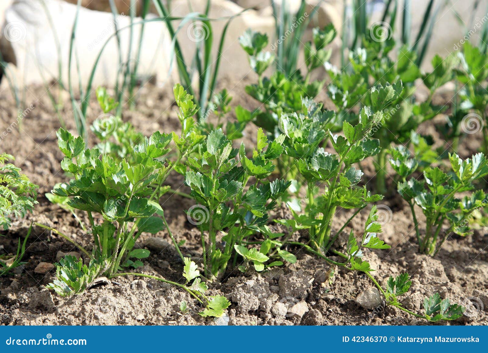 Young Celery in Vegetable Intercropping Cultivation. Stock Photo ...