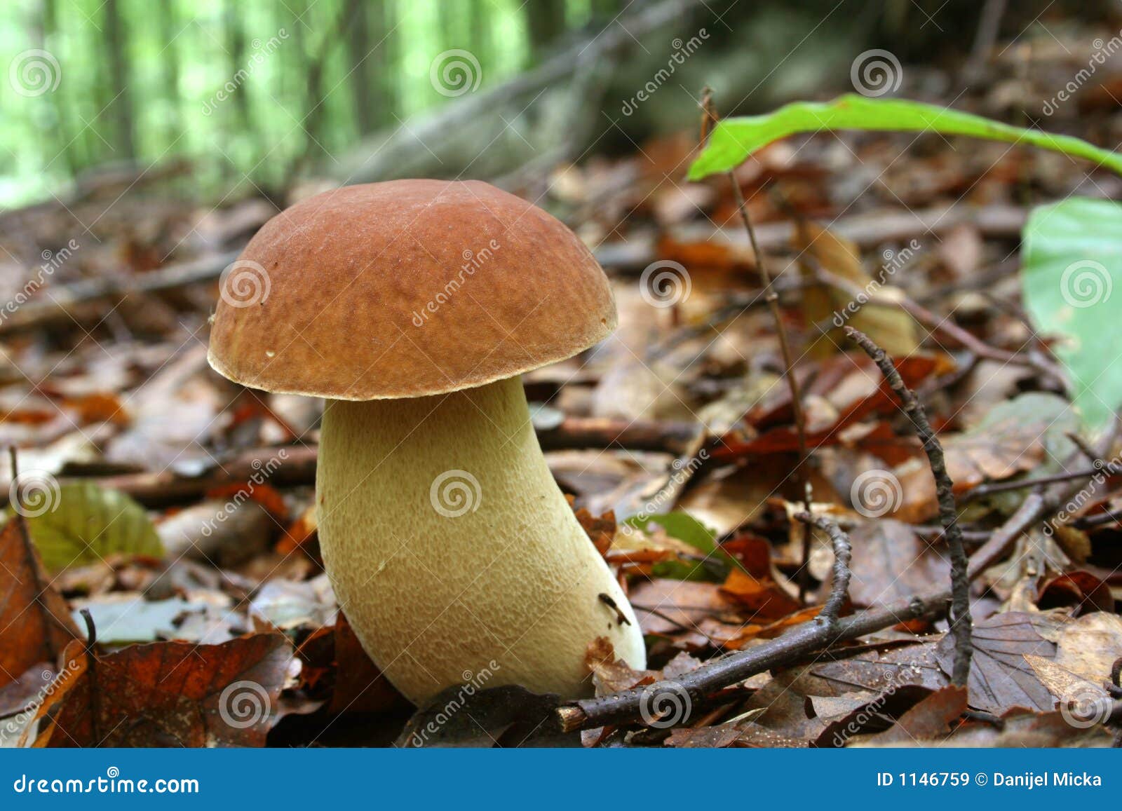 Young cepe stock image. Image of eatable, kicking, rural - 1146759