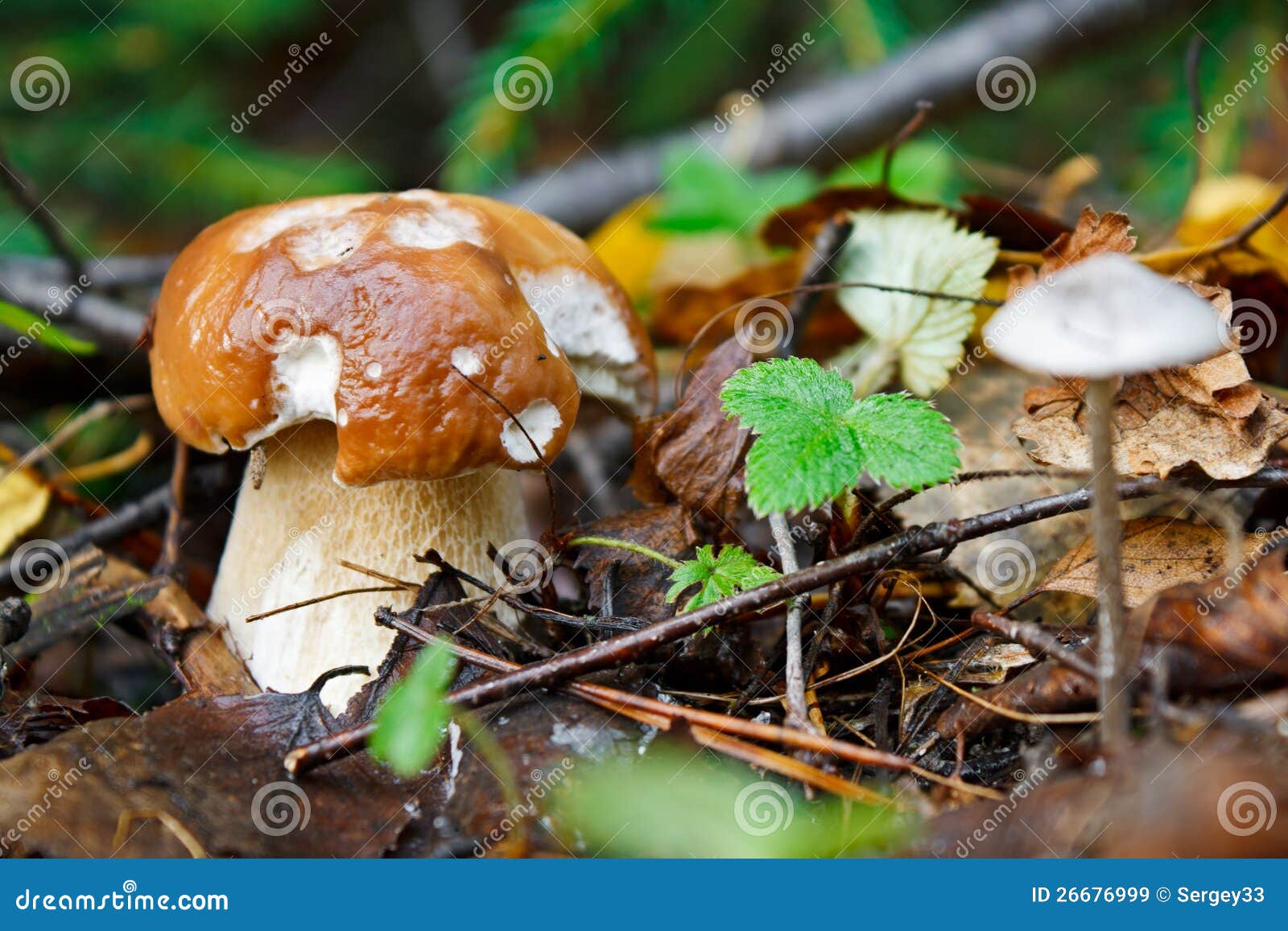 The Young Cepe Growing in Wood in the Autumn Stock Image - Image of ...