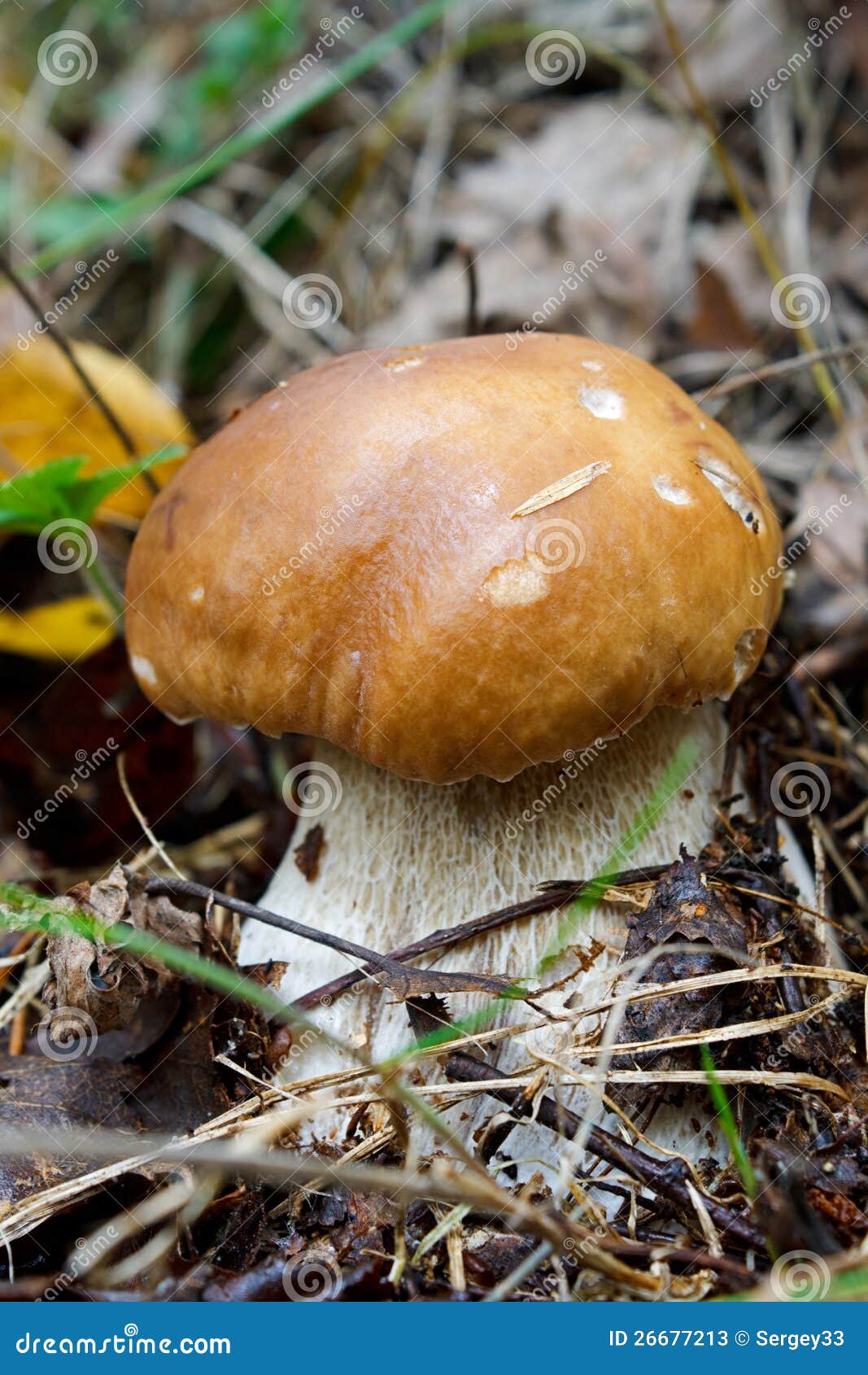 The Young Cepe Growing in Wood in the Autumn Stock Image - Image of ...