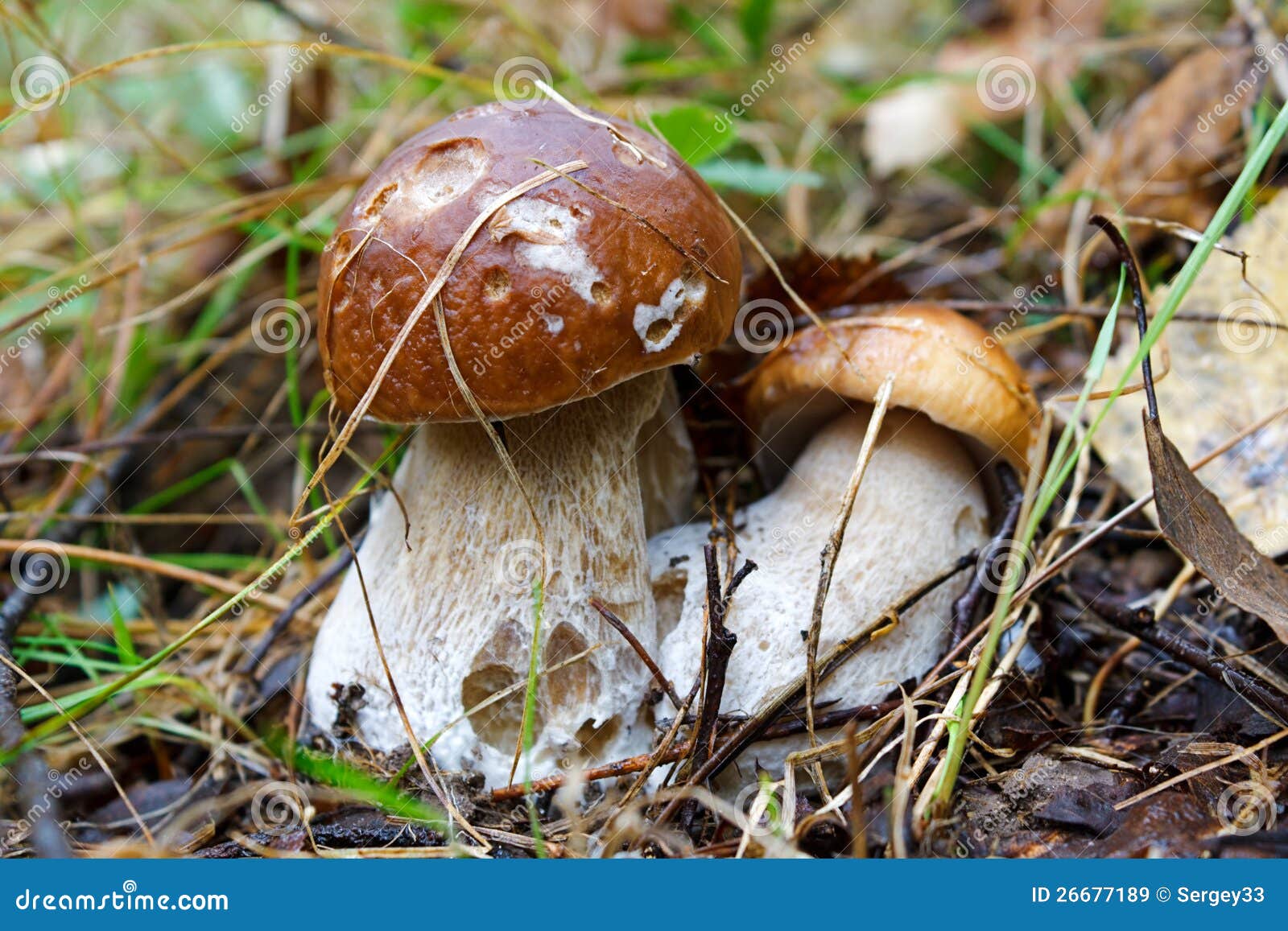 The Young Cepes Growing in Wood in the Autumn Stock Image - Image of ...