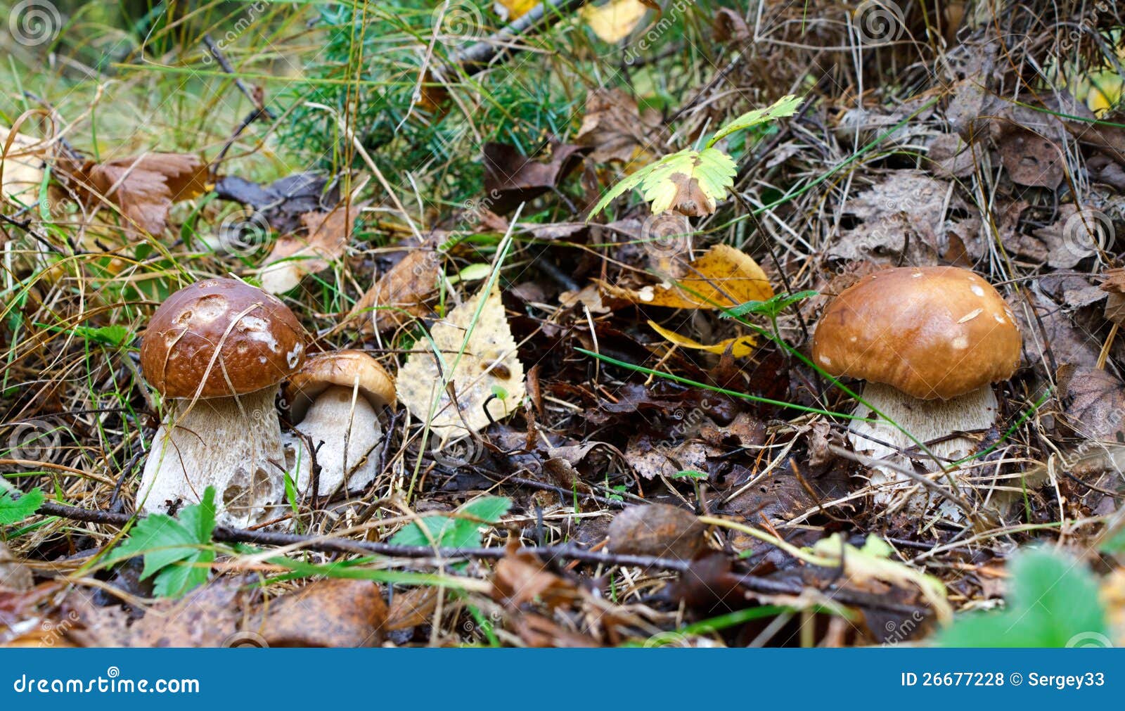 The Young Cepes Growing in Wood in the Autumn Stock Photo - Image of ...