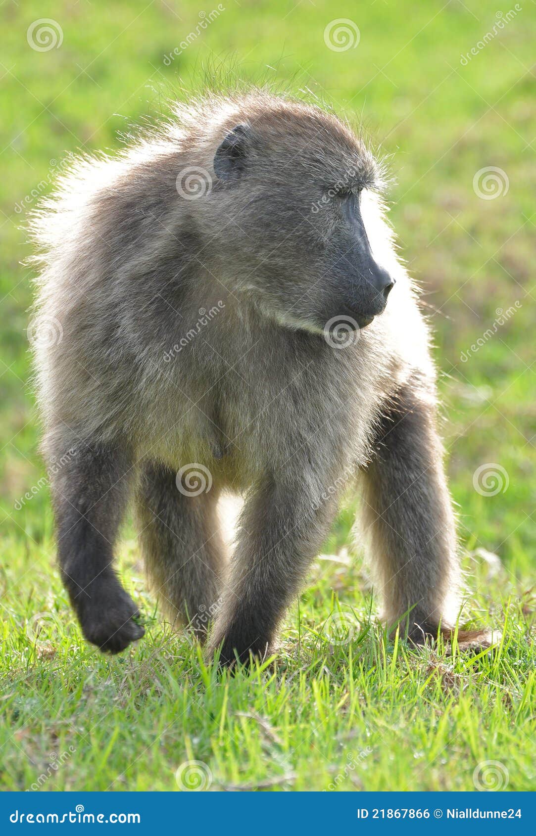 Young chacma baboon stock photo. Image of national, african - 21867866