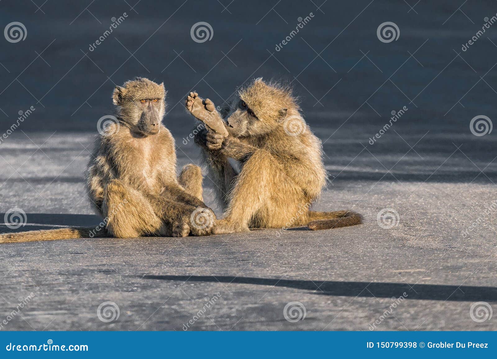 Young Chacma Baboon Holding a Foot in the Air Stock Photo - Image of ...