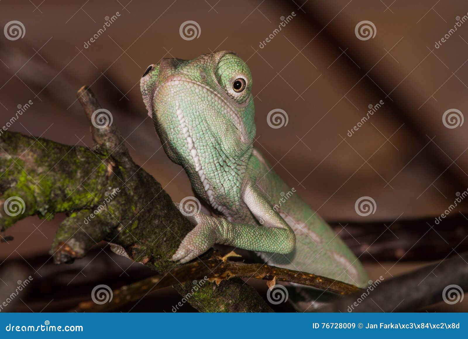 Young chameleon stock image. Image of exotic, crosseyed - 76728009