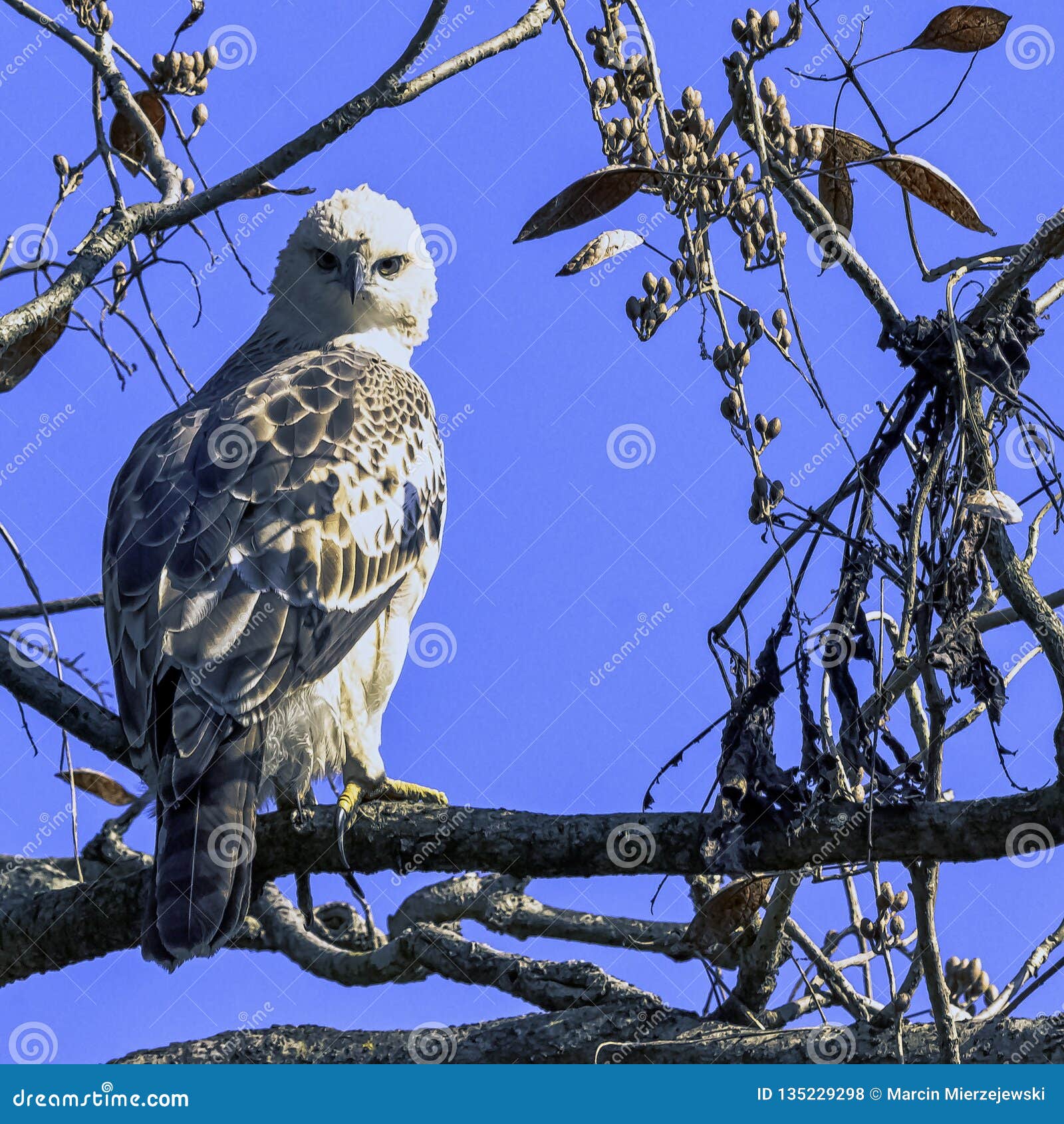 Young Changeable Hawk-eagle or Crested Hawk-eagle in Jim Corbett ...