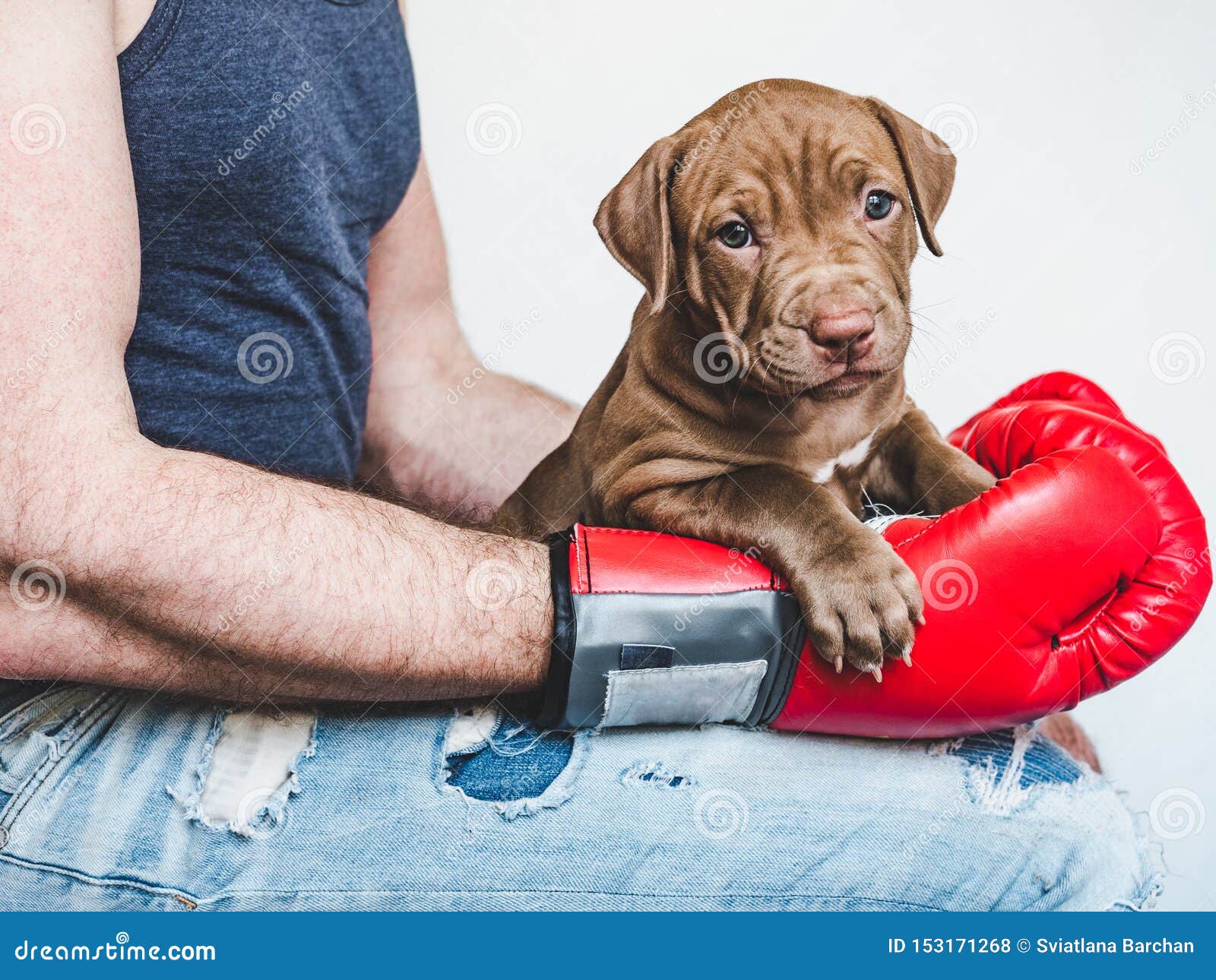 Boxing Pit Stock Photos - Free & Royalty-Free Stock Photos from Dreamstime