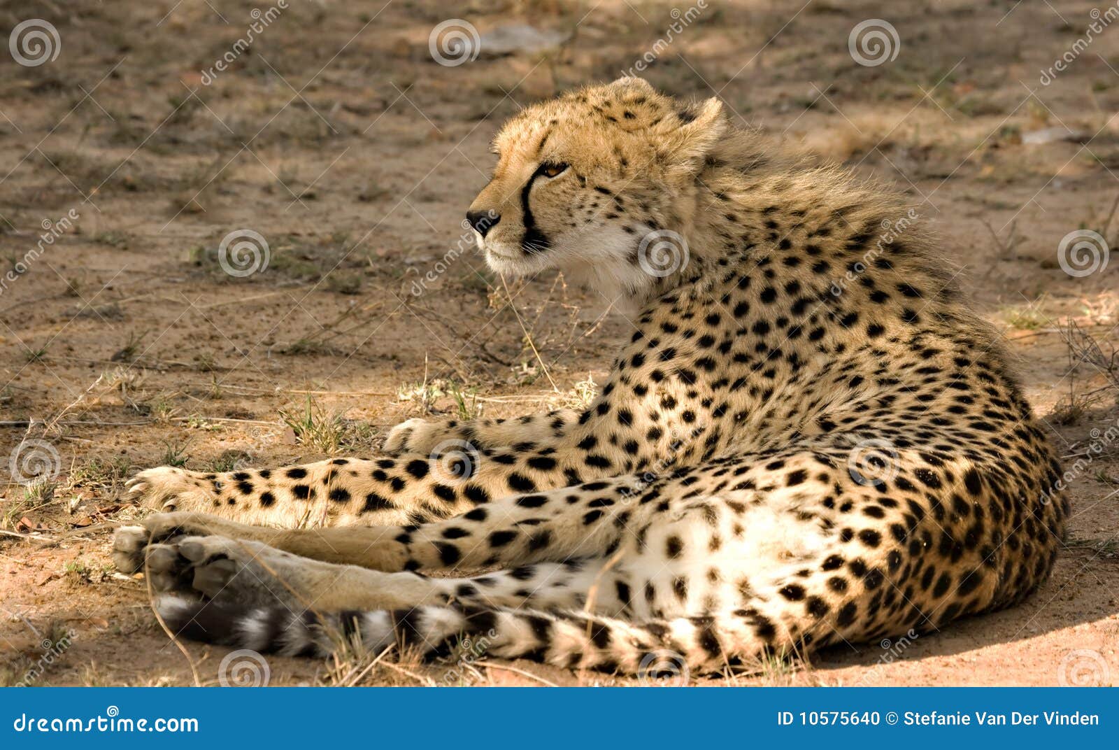 Young cheetah stock photo. Image of felidae, jubatus - 10575640