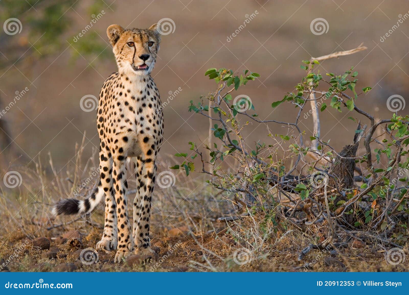 Young cheetah stock image. Image of africa, shallow, looking - 20912353