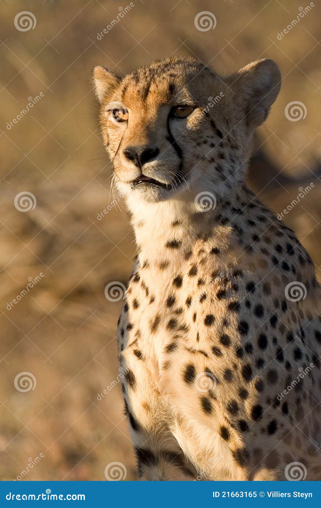 Young cheetah stock image. Image of large, hunter, marks - 21663165