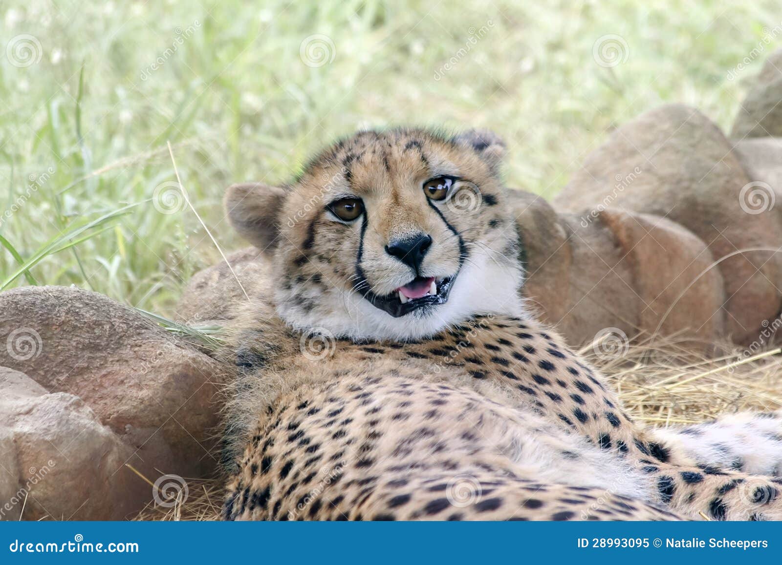 Young Cheetah stock image. Image of eyes, nature, animal - 28993095