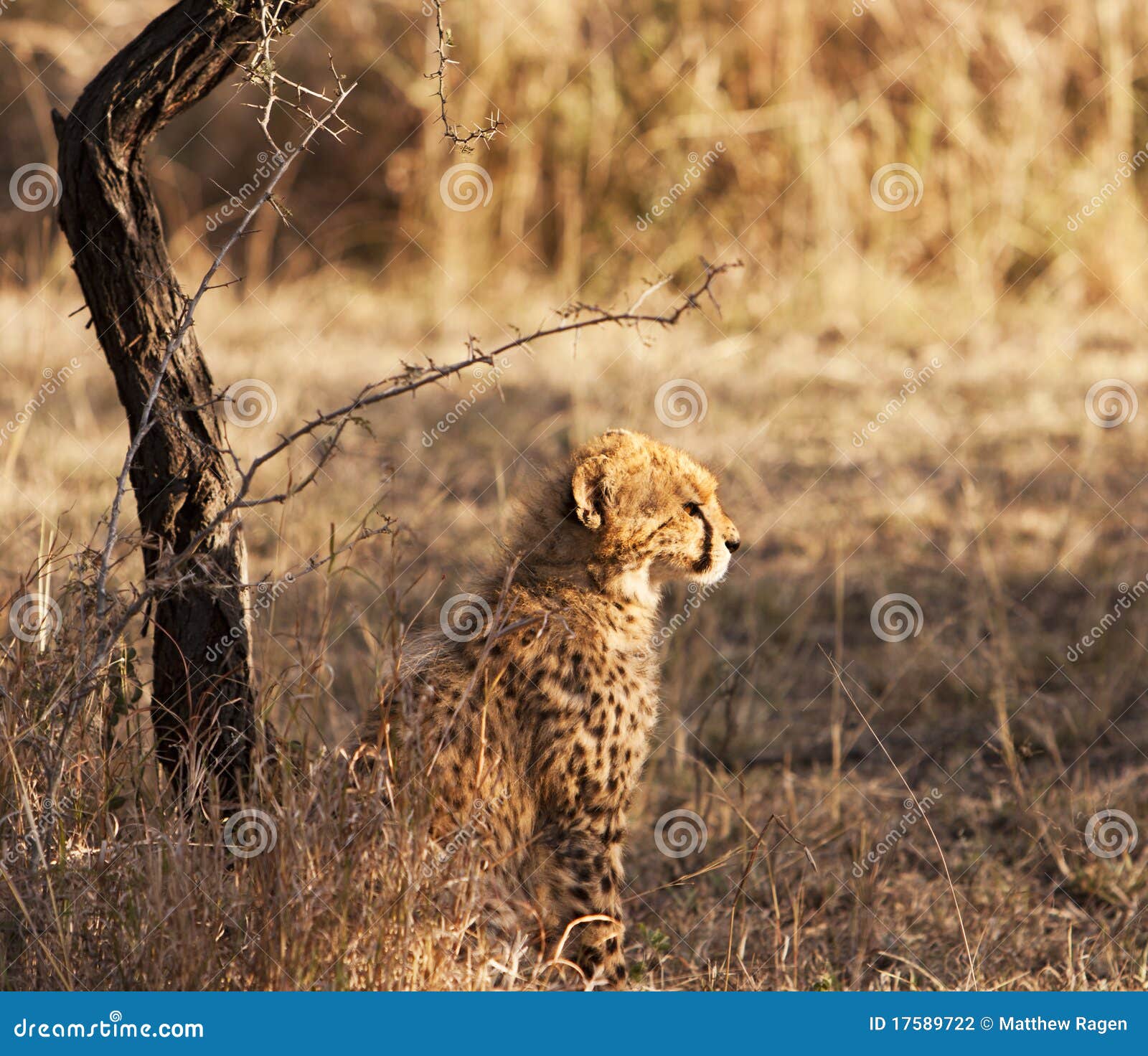 Young Cheetah Cub stock photo. Image of acinonyx, wild - 17589722