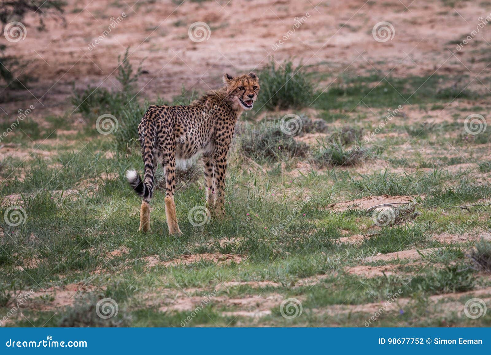 Young Cheetah Looking Back and Calling. Stock Photo - Image of feline ...