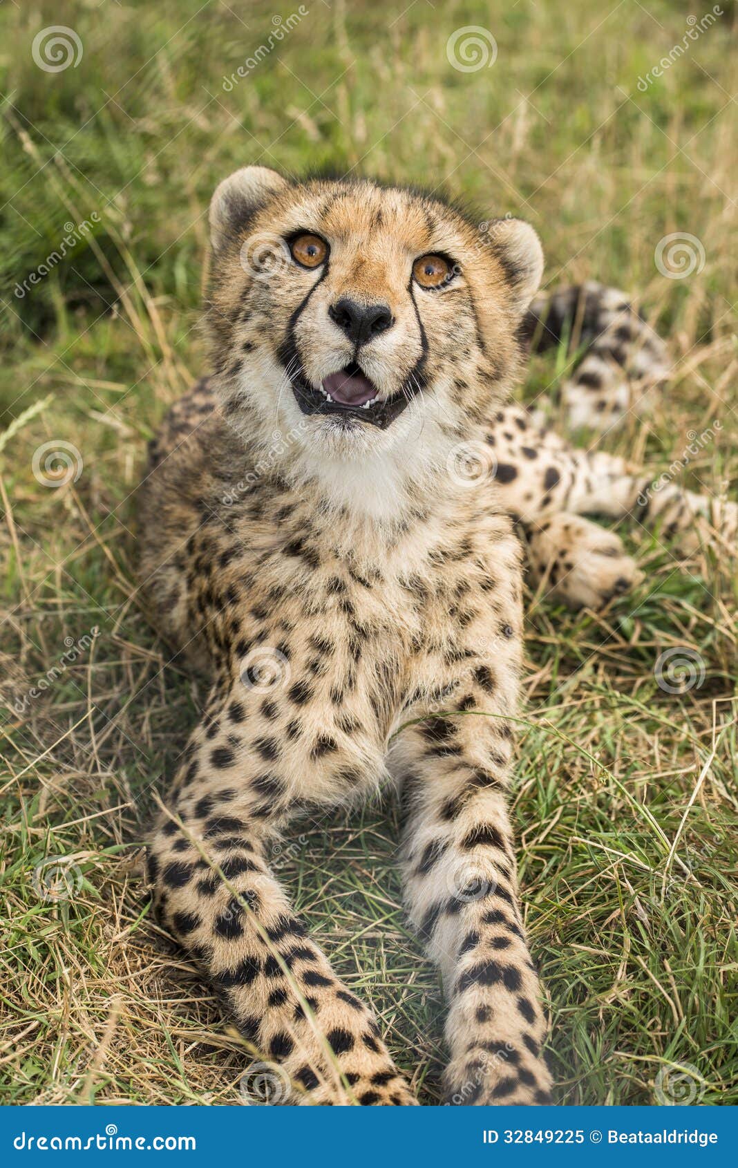 Young cheetah stock image. Image of park, hunter, felidae - 32849225