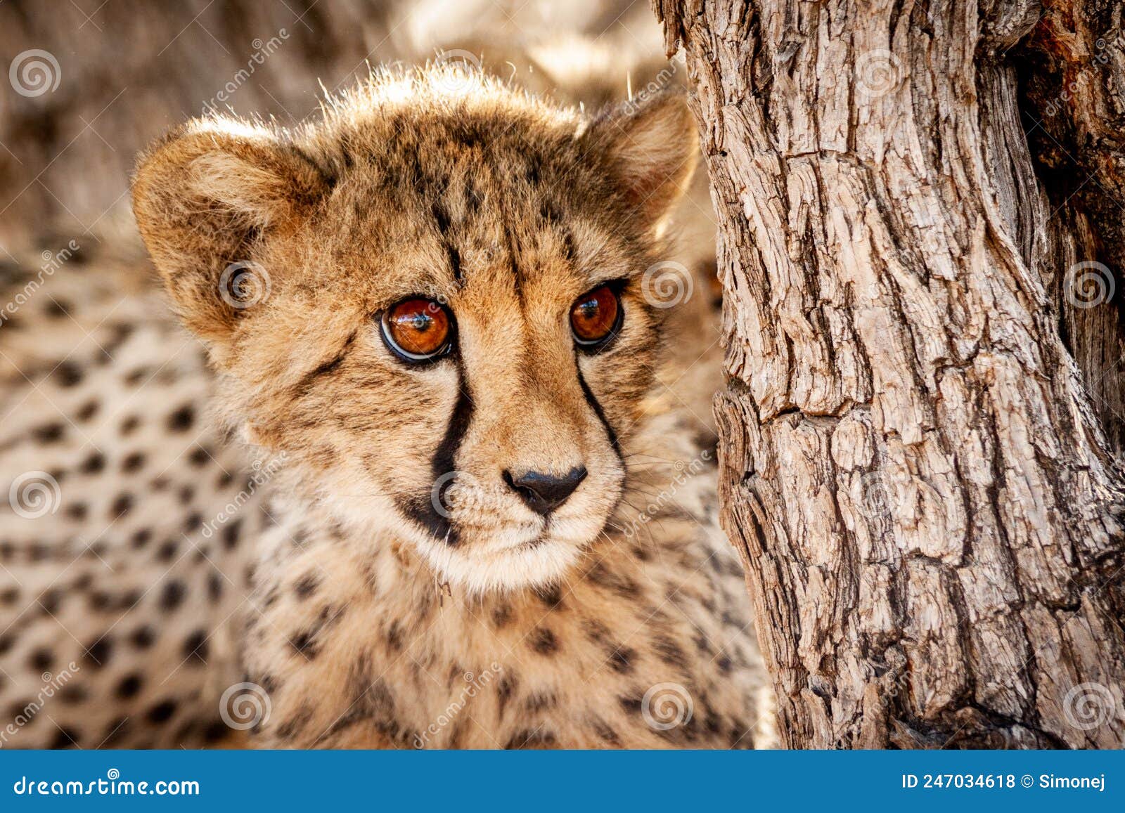 Young Cheetah stock photo. Image of vulnerable, young - 247034618