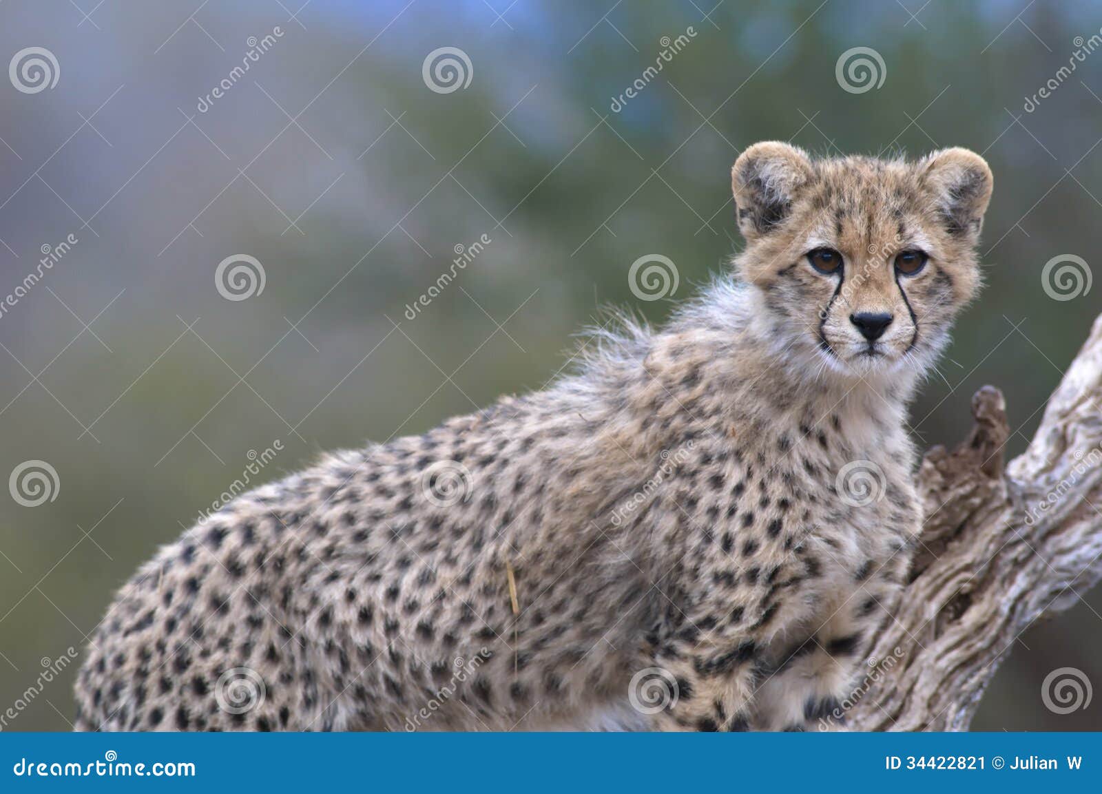 Young Cheetah stock image. Image of animal, carnivore - 34422821