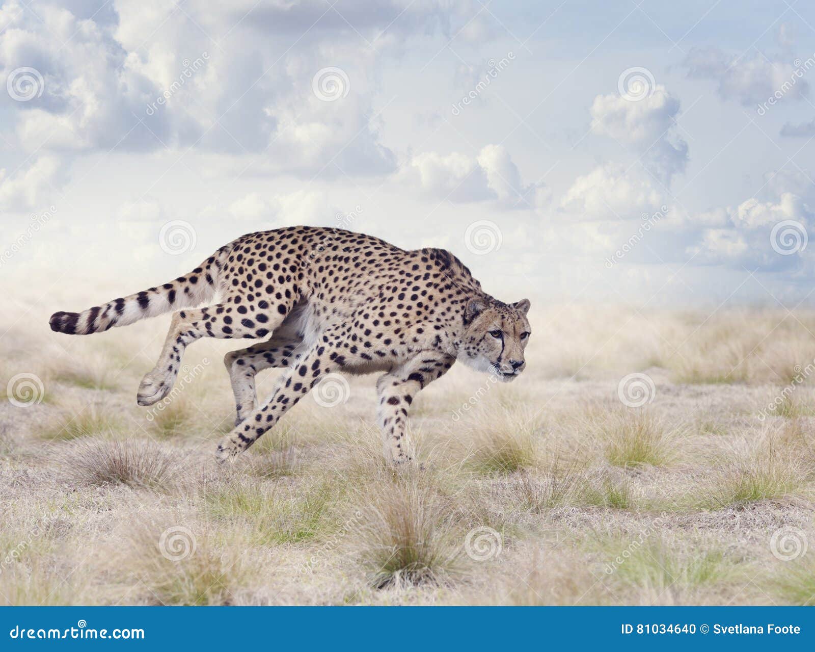 Young Cheetah Running stock photo. Image of african, motion - 81034640