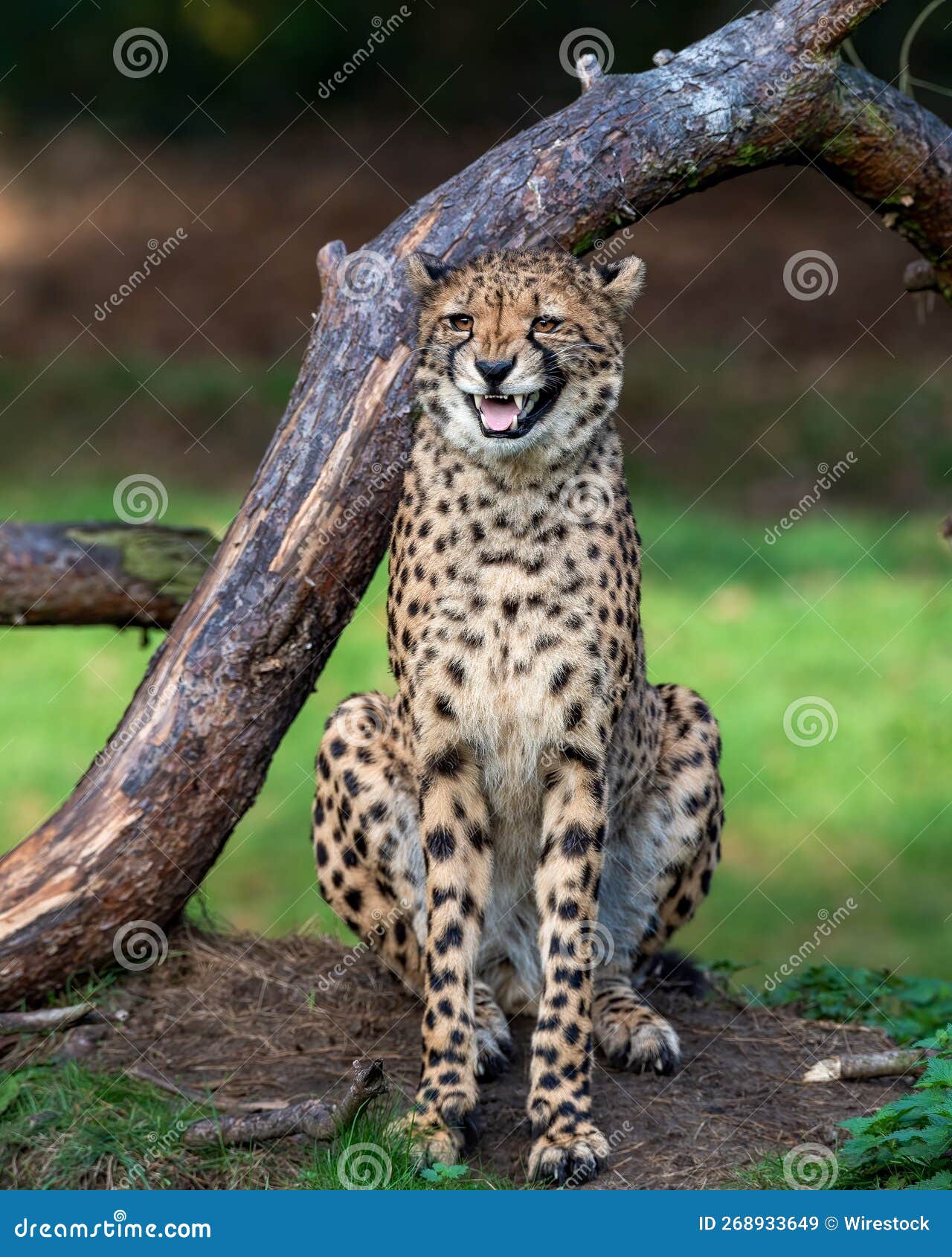 Young Cheetah Sitting by a Tree and Roaring Stock Image - Image of roar ...