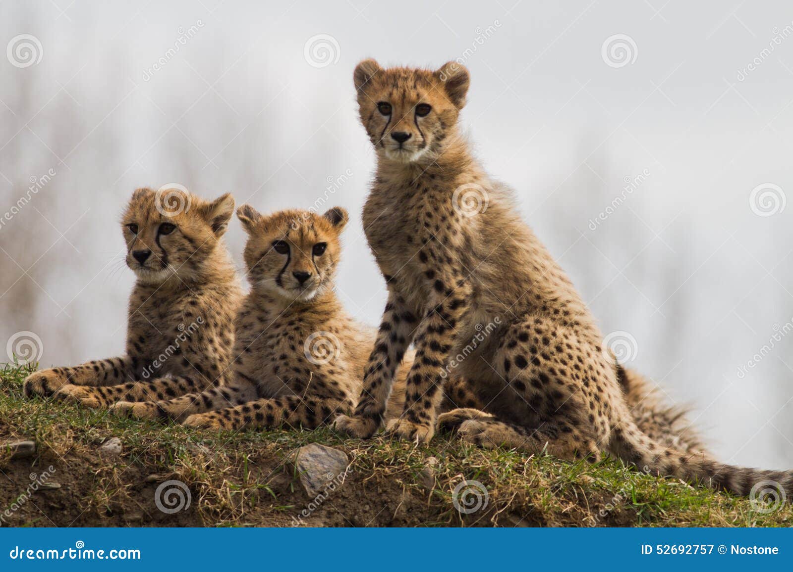 Young cheetahs stock image. Image of mammals, paws, grass - 52692757