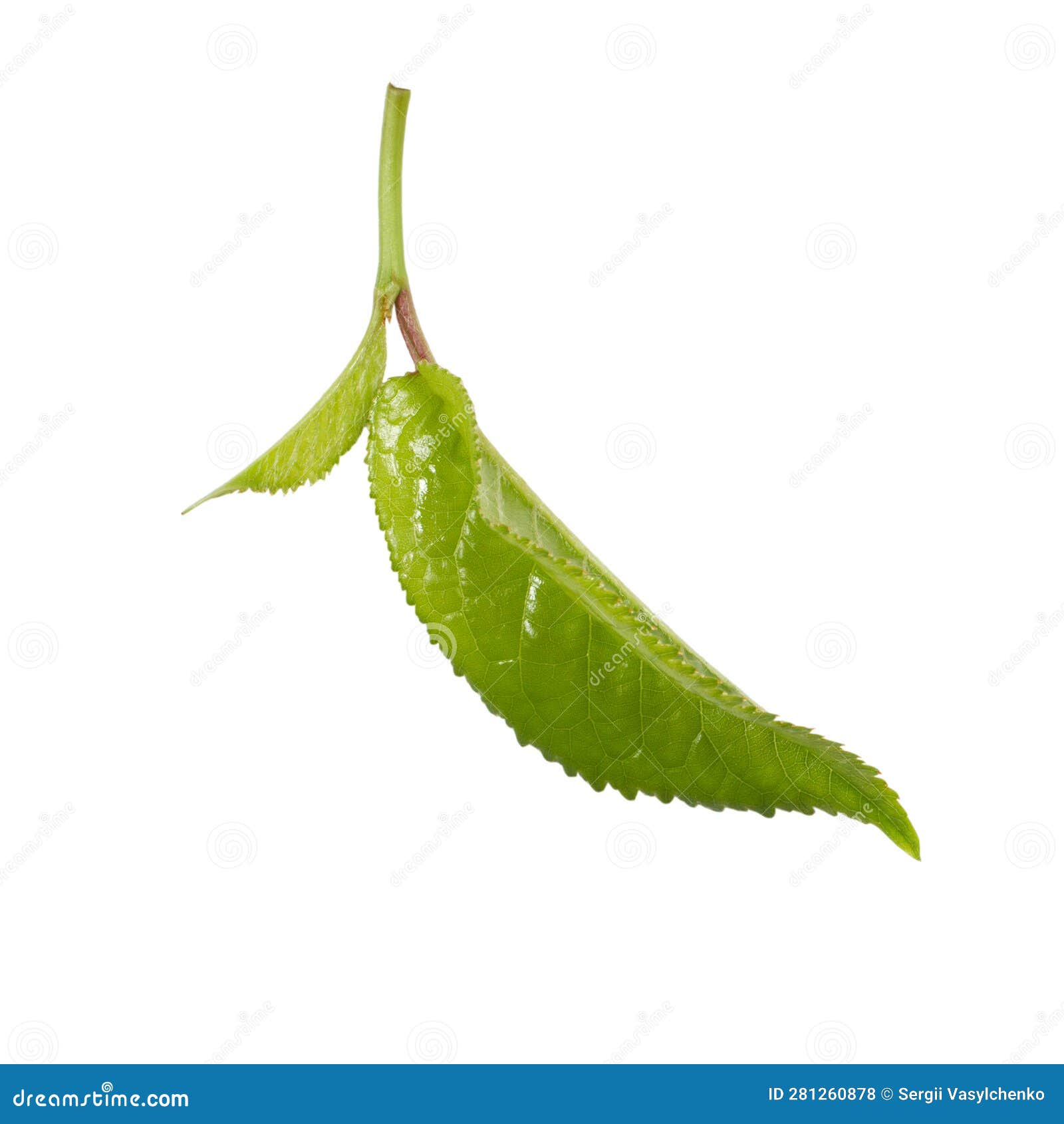 Young Cherry Leaf on a White Background. Side View. Stock Photo - Image ...