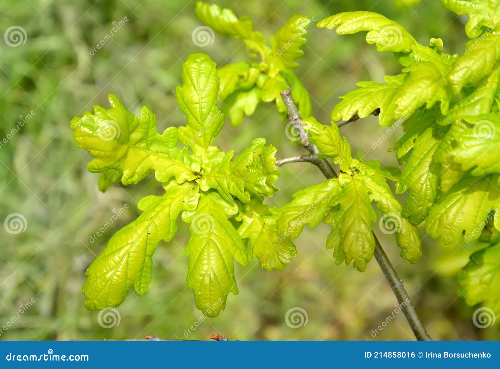 Young Cherry Oak Foliage Quercus Robur L. Stock Photo - Image of ...