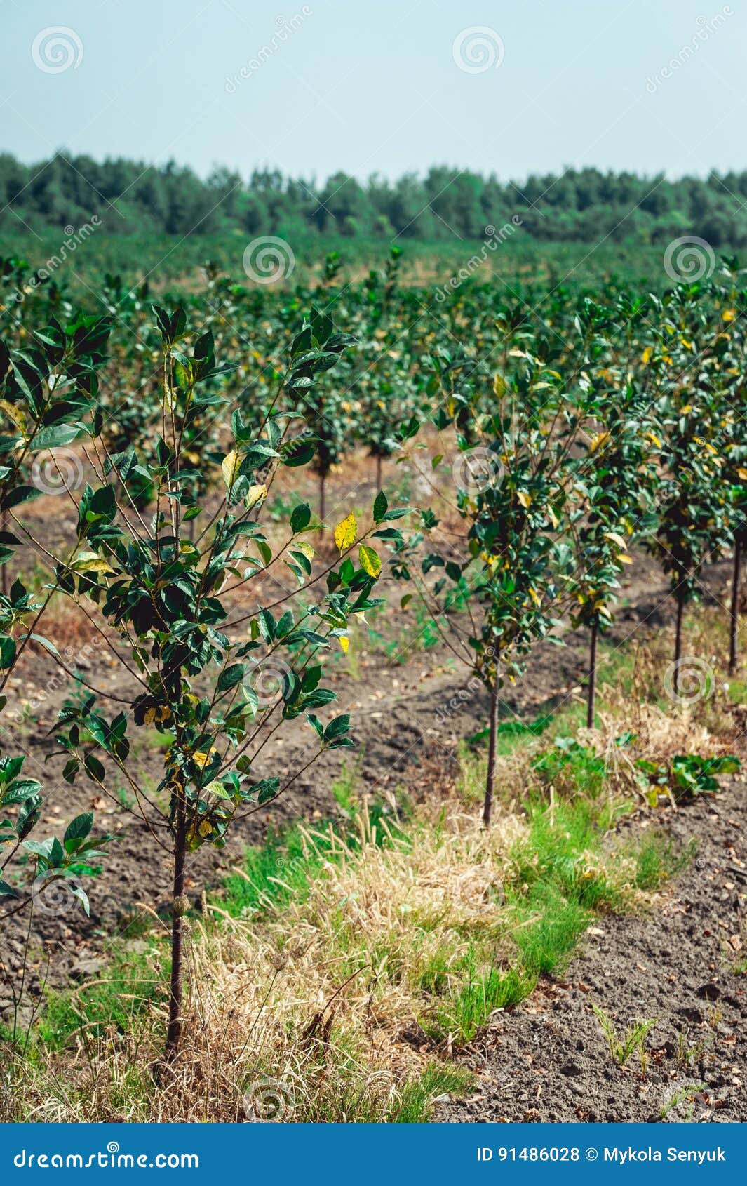Young Cherry Orchard. Rows of Young Trees , Summer. Stock Photo - Image ...