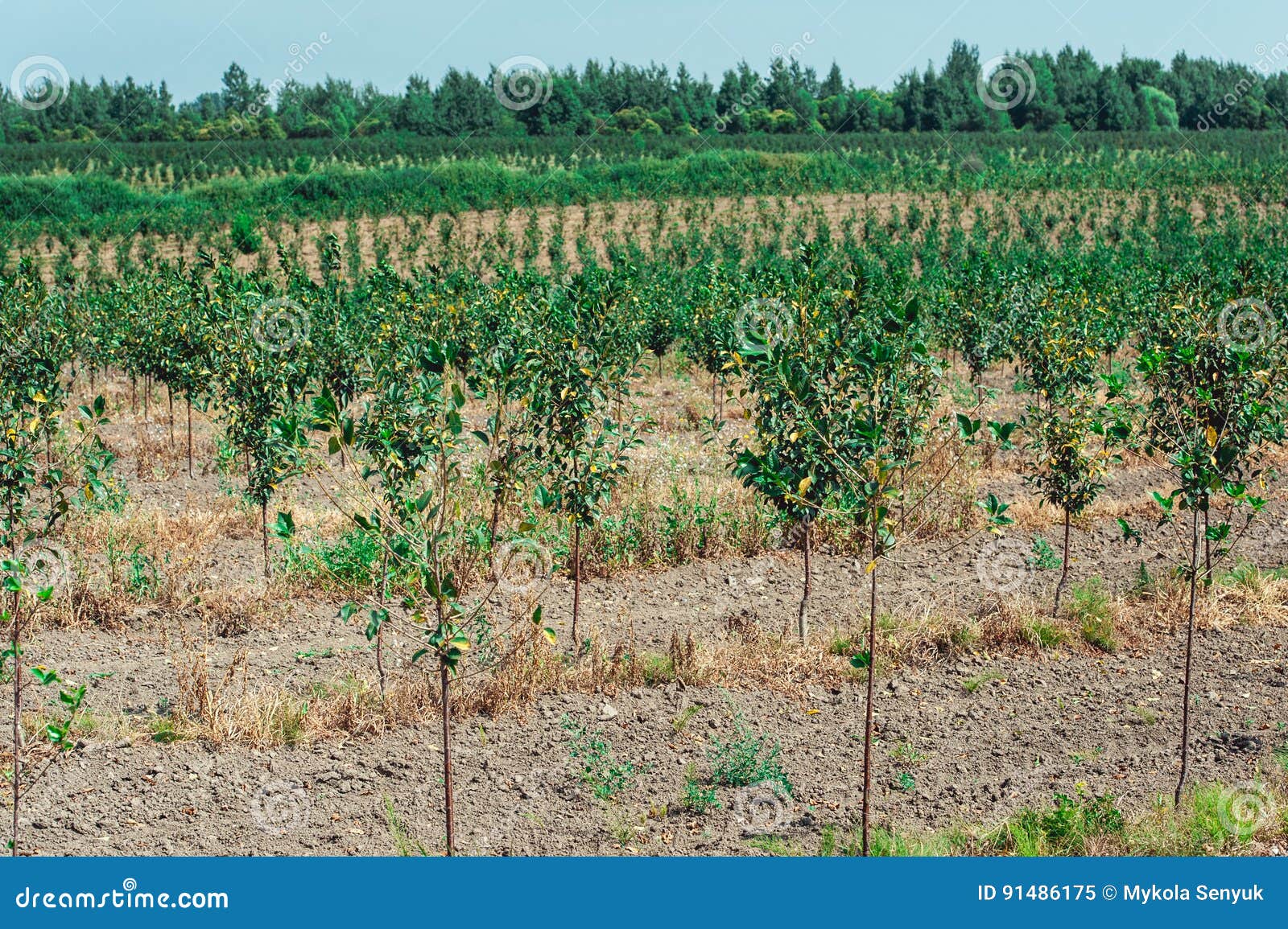 Young Cherry Orchard. Rows of Young Trees , Summer. Stock Image - Image ...