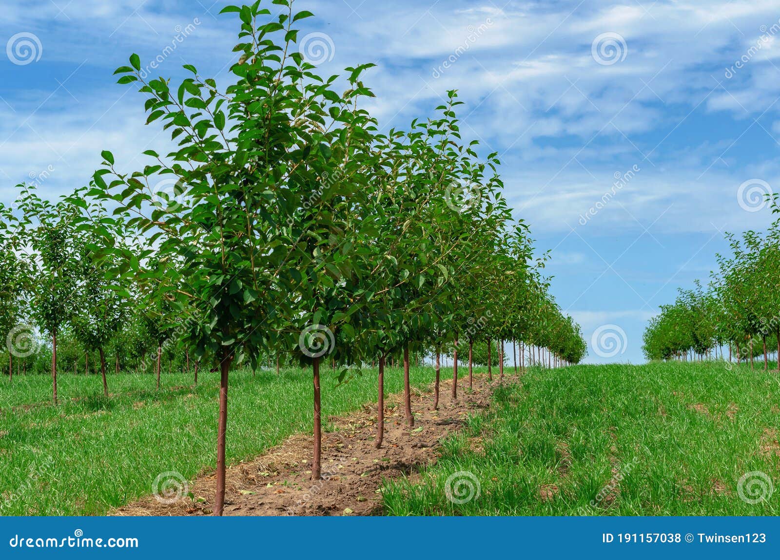 Young Cherry Trees are Planted in Rows in the Garden Stock Photo ...